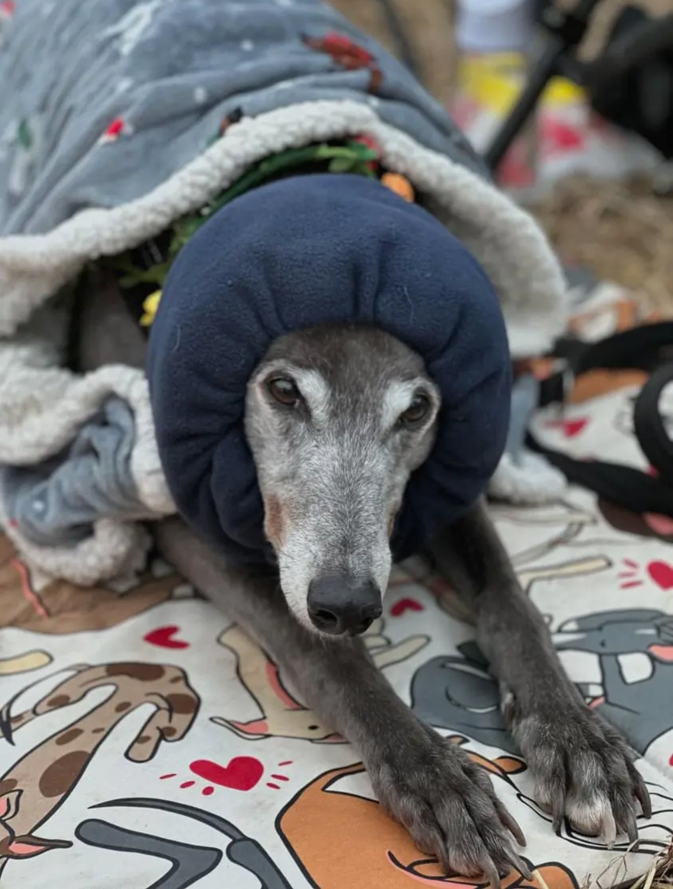 Soothe and Settle Hush Muff – Oh My Dog