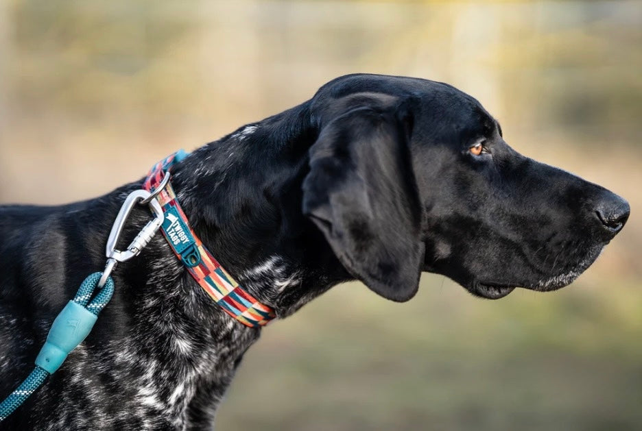 Elixir Comfort Collar – Oh My Dog
